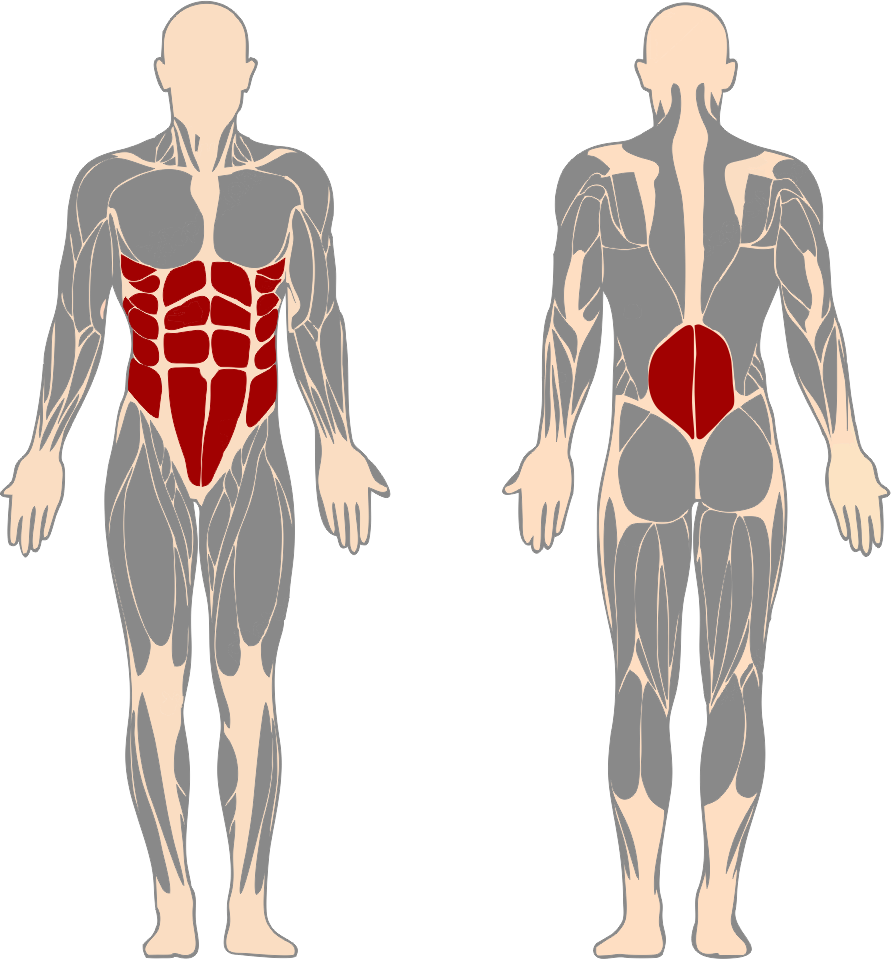 Abdominal Muscle - Ive Outdoor